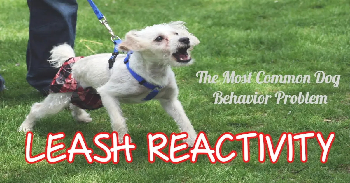 Leash Reactivity - 6 Effective Ways To Train Your Dog