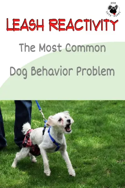 Leash Reactivity - 6 Effective Ways To Train Your Dog